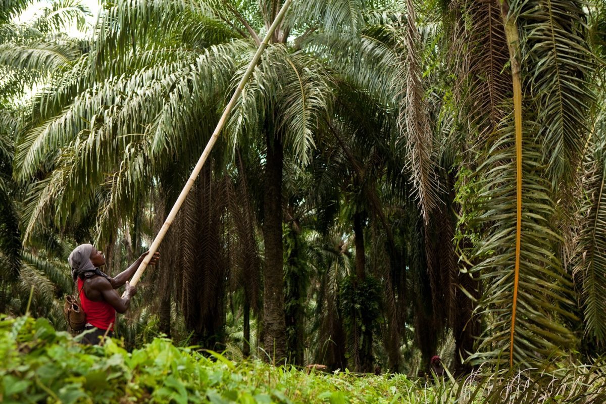 A briefing on our investment in Feronia - British International Investment