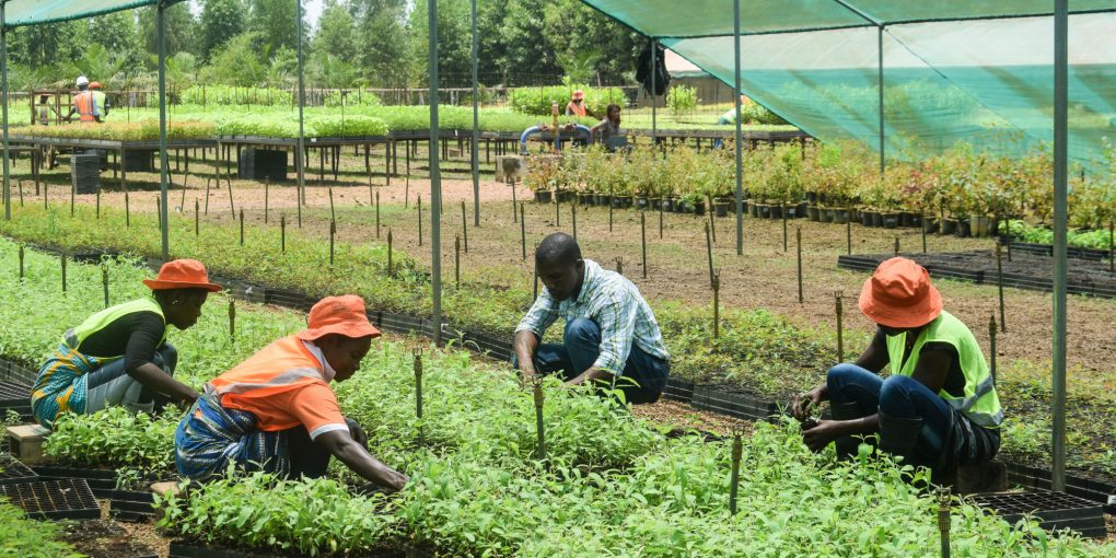 Apollo Agriculture - British International Investment