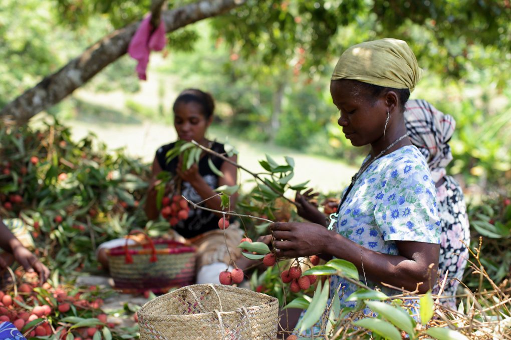 Apollo Agriculture - British International Investment