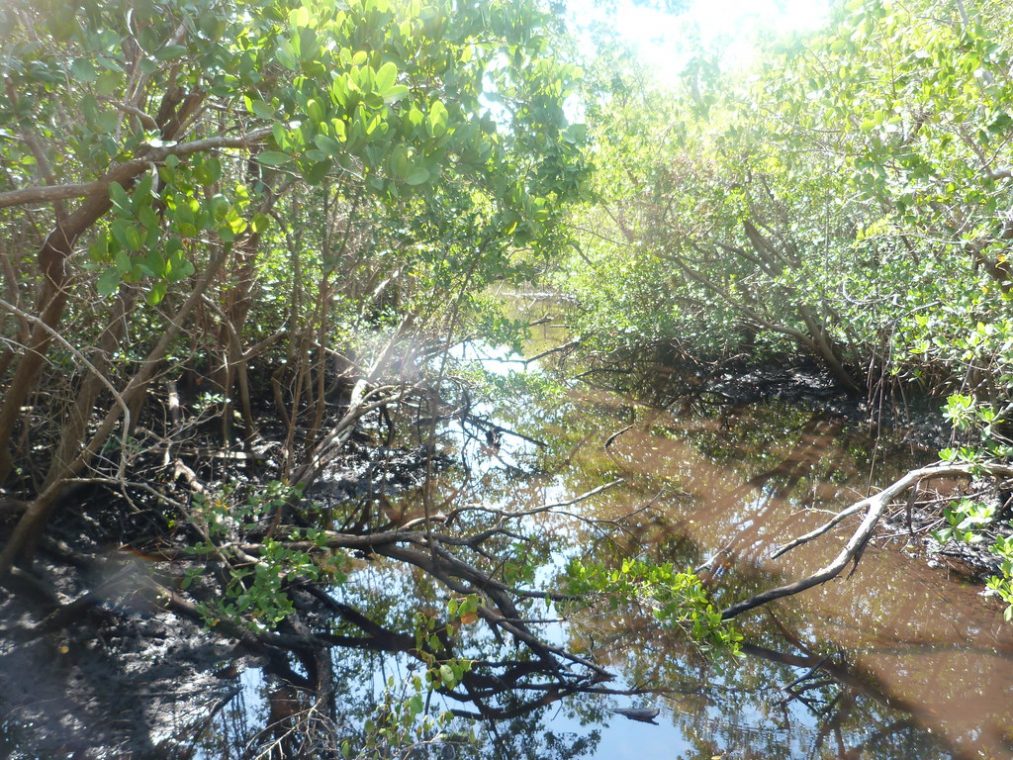Investing in nature’s assets: The case for mangroves as a nature-based ...