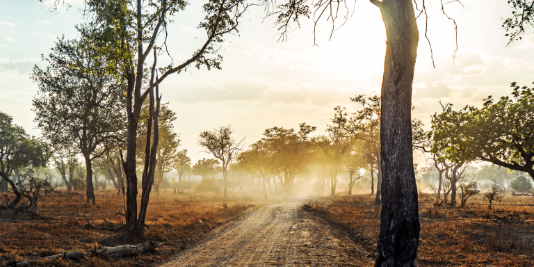 Preserving the life-giving role of African forests - British ...